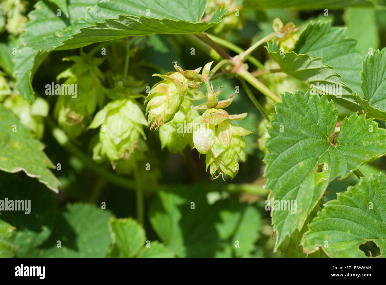 Wild hops plant hi-res stock photography and images - Alamy
