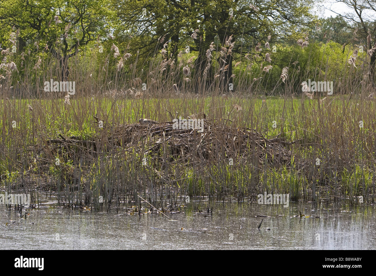 Eurasian beaver, European beaver (Castor fiber), beaver lodge in the ...