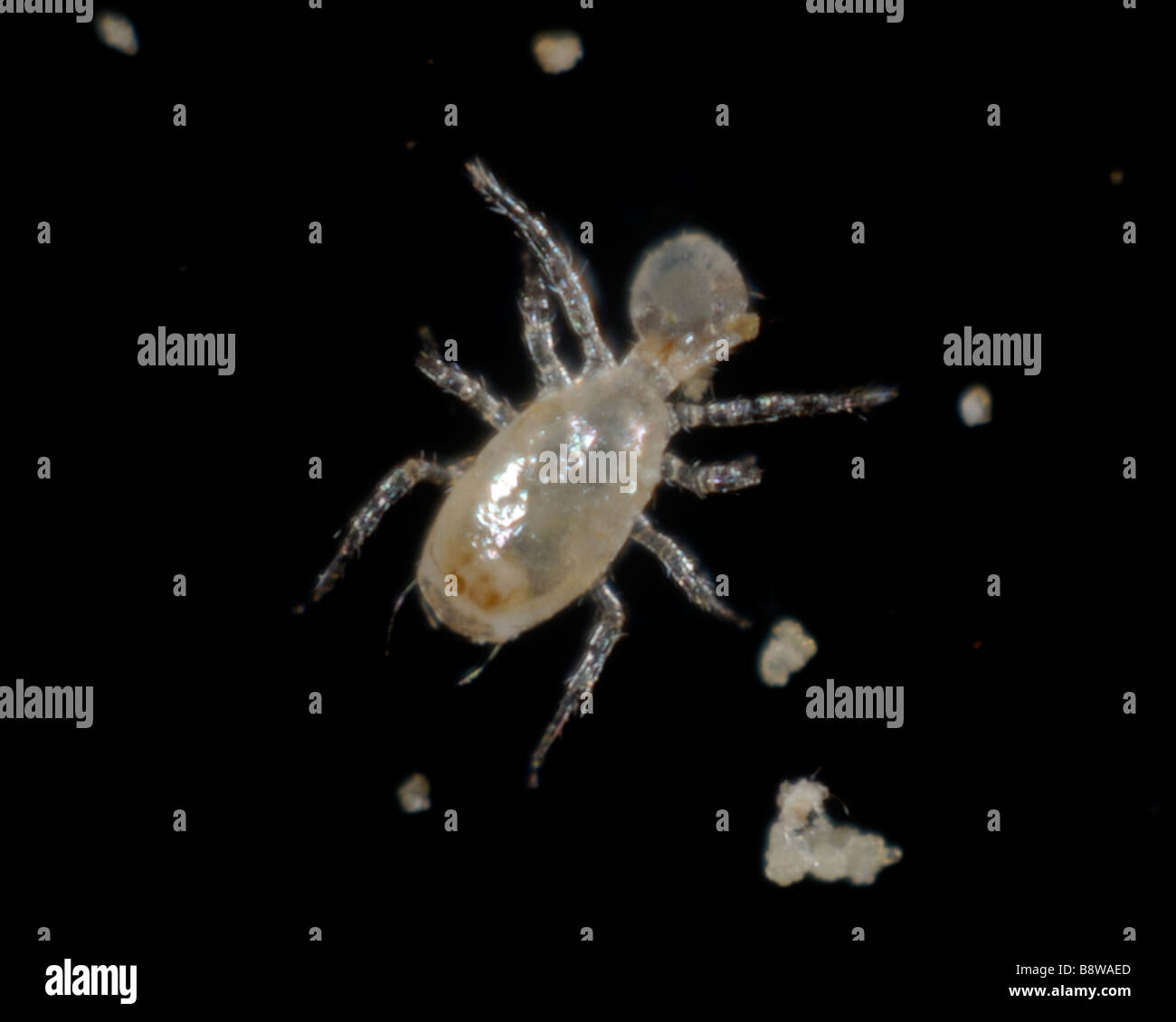 A predatory mite Amblyseius swirskii attacking a food mite Carpophagus ...