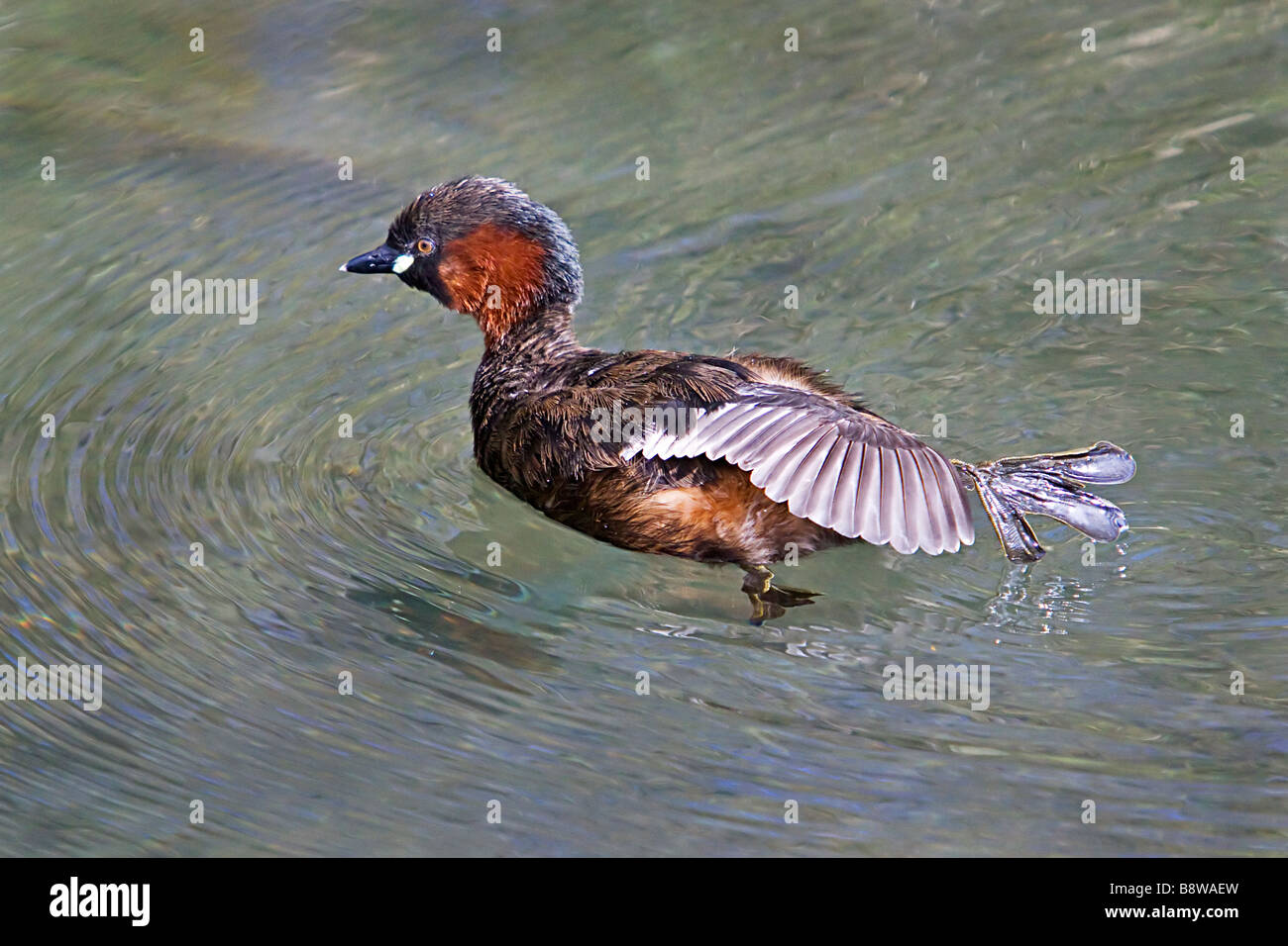 Dabchick hi-res stock photography and images - Alamy