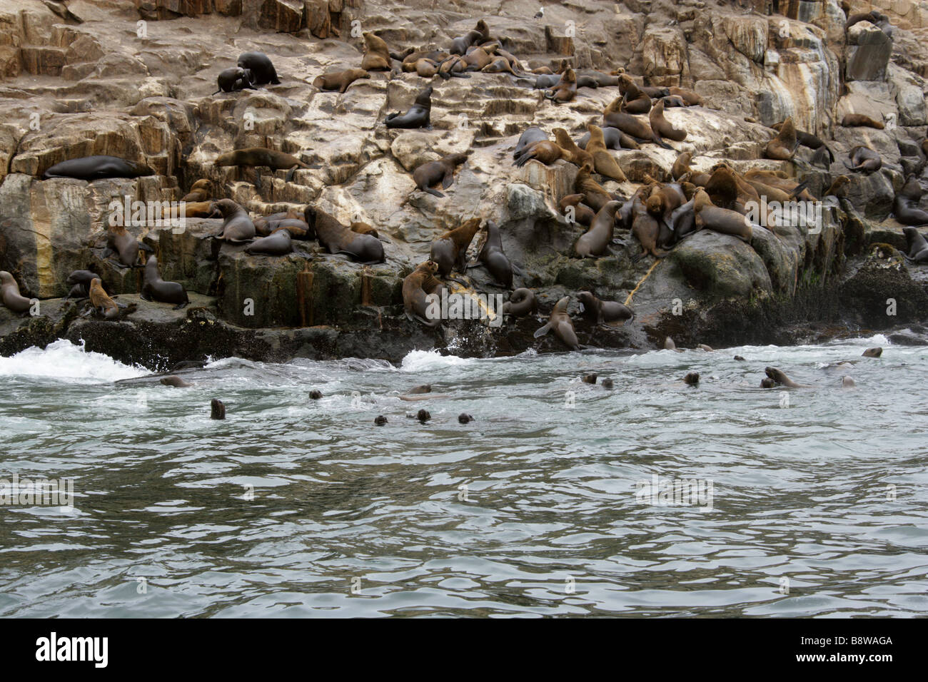 South American Sea Lion Colony, Otaria flavescens, Palomino Islands ...