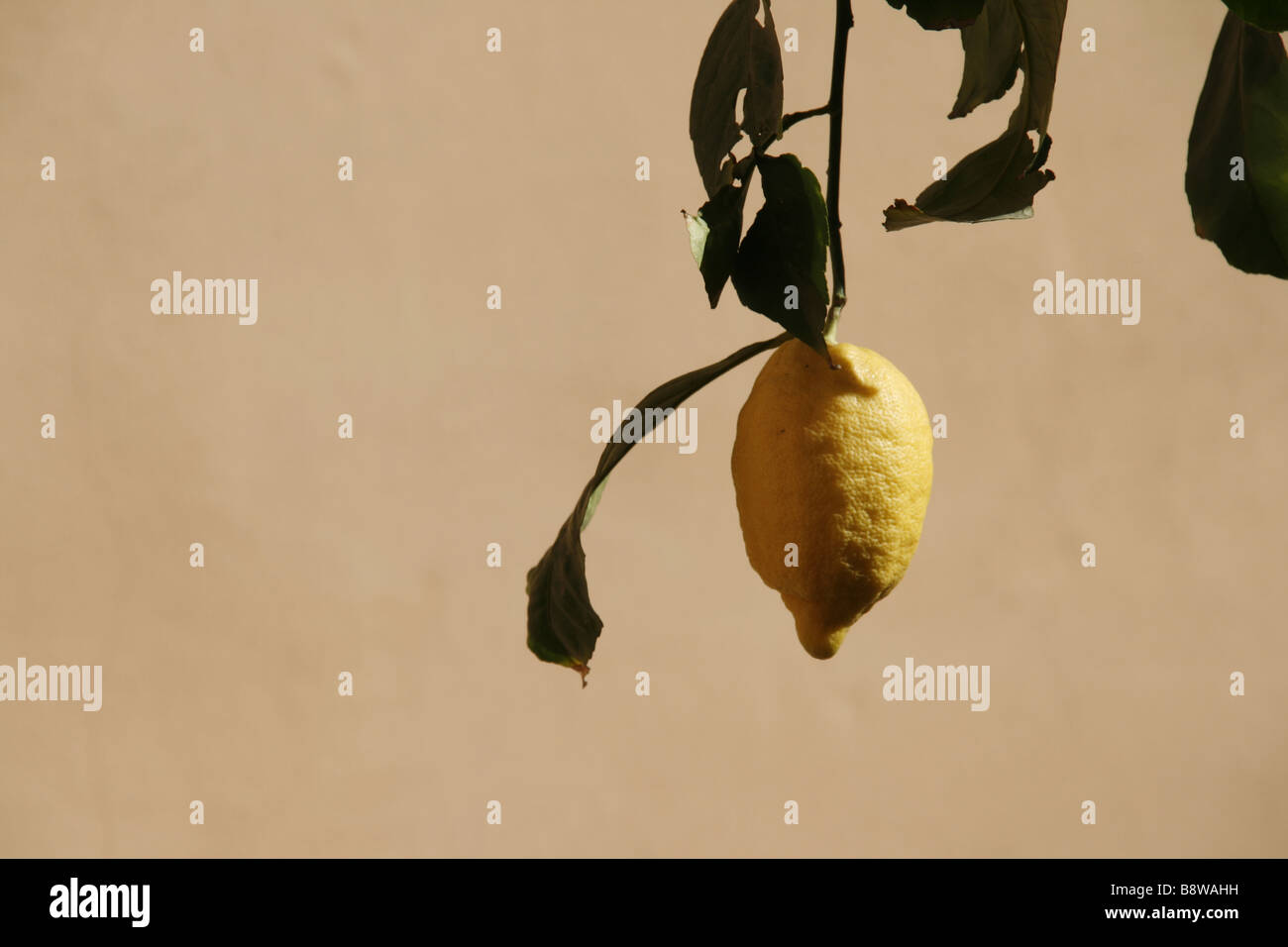 one single lemon growing on tree Stock Photo - Alamy