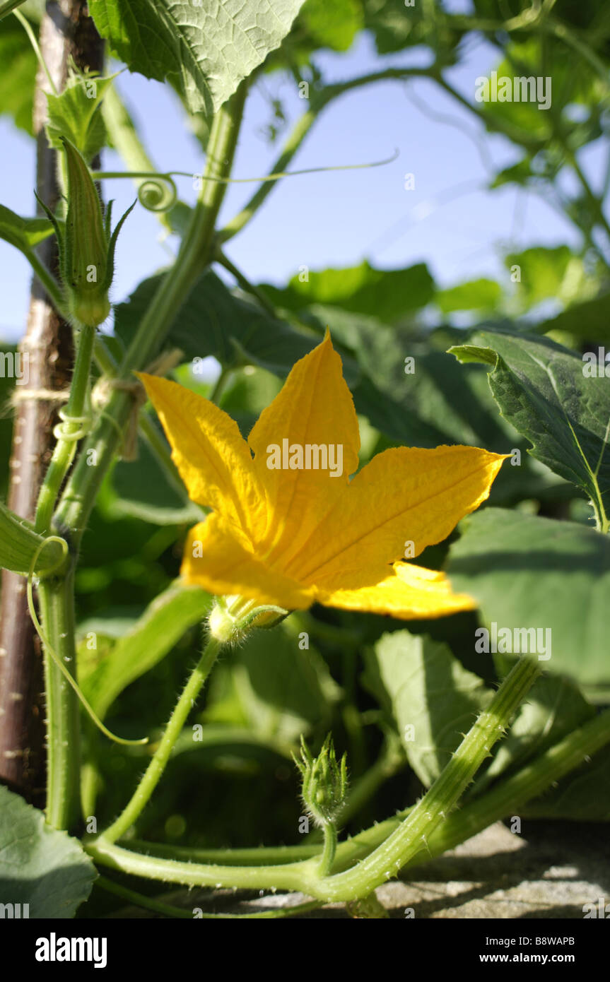 The bright yellow flower of a gourd growing in the Walled Garden at ...