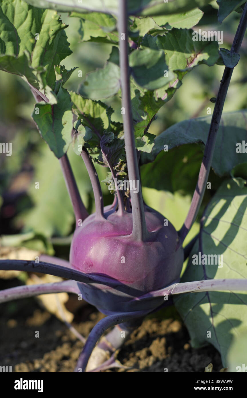 Calke abbey derbyshire walled garden hi-res stock photography and ...