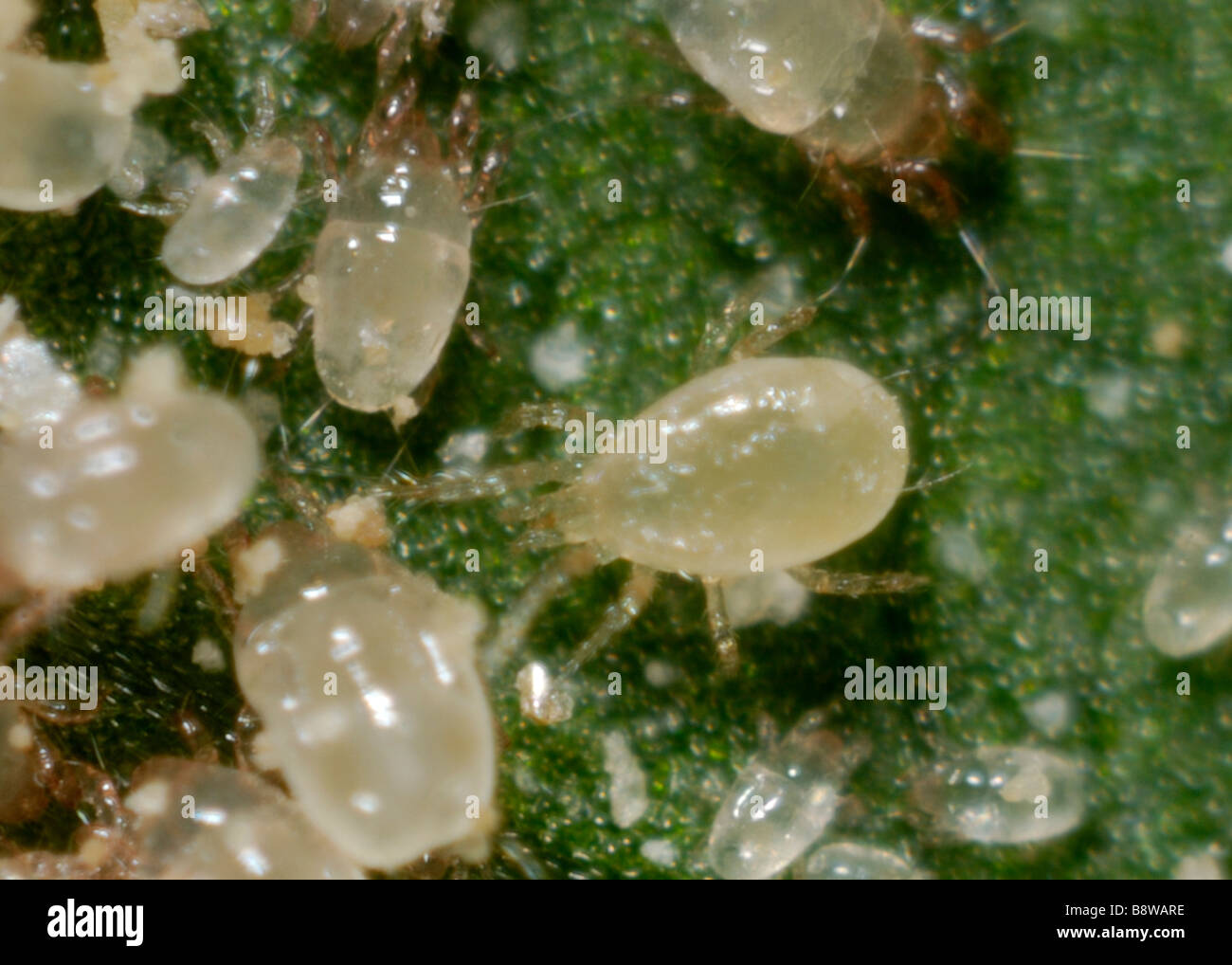 Predatory mite amblyseius andersoni hi-res stock photography and images ...
