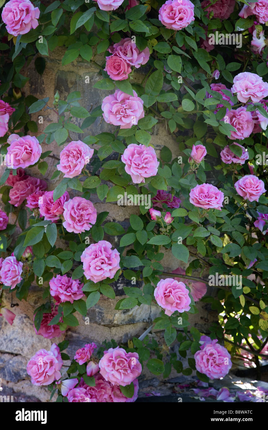 Close view of roses twining around a stone pillar in the Rose Garden at ...