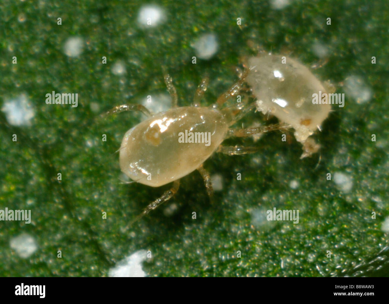 A predatory mite Amblyseius swirskii attacking a food mite Carpophagus ...
