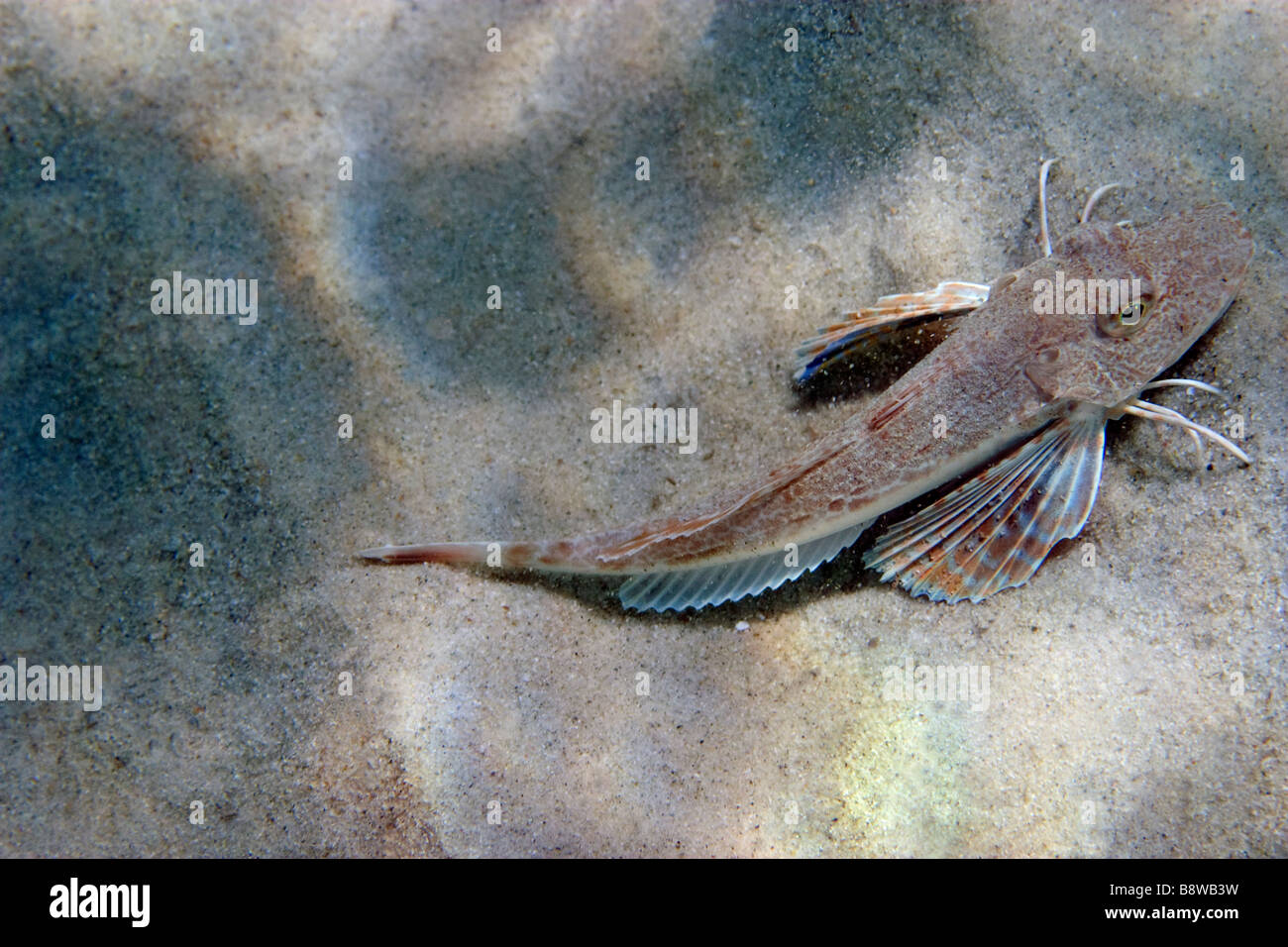 flying gurnard at sandy beach Stock Photo - Alamy