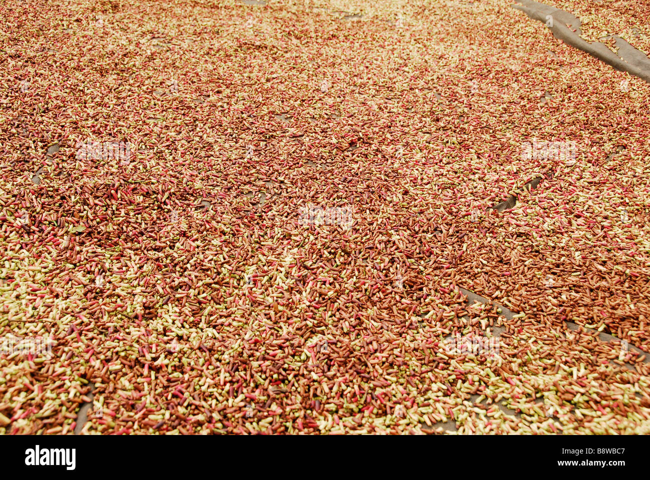 drying cloves flowers,Bali,Indonesia Stock Photo - Alamy