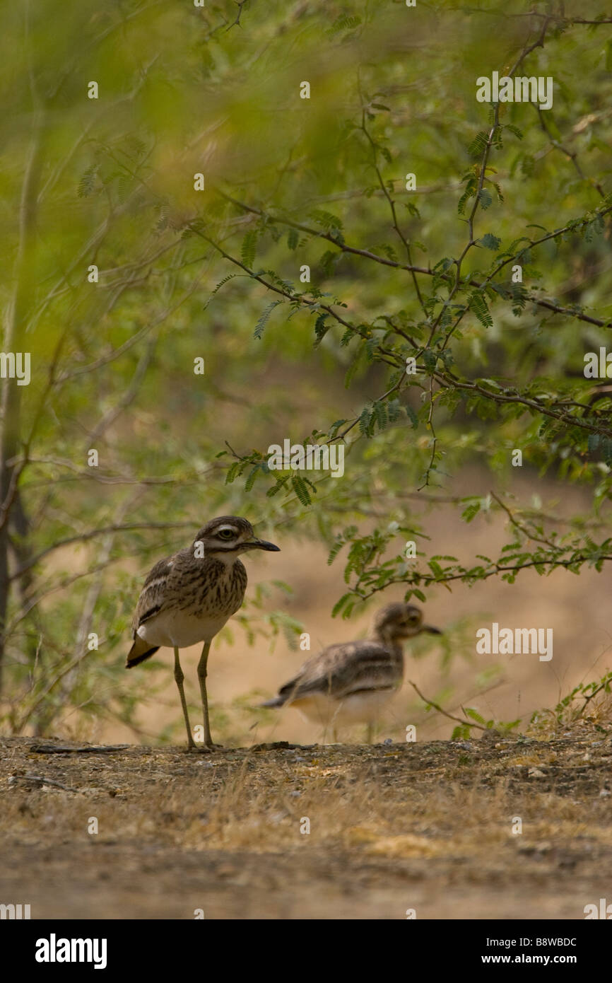 The stone curlew hi-res stock photography and images - Alamy