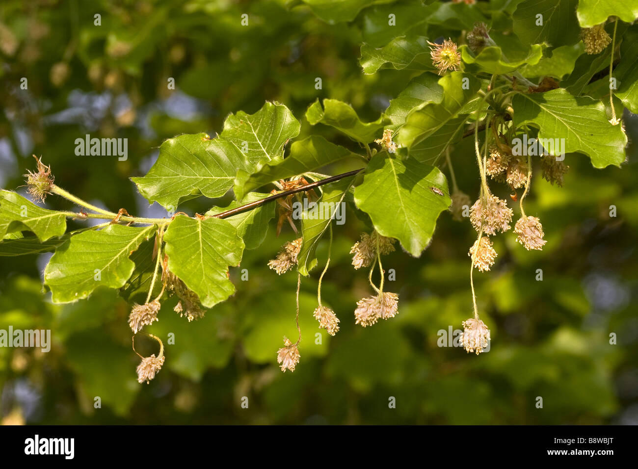 common beech (Fagus sylvatica), flowers in spring, Germany Stock Photo ...