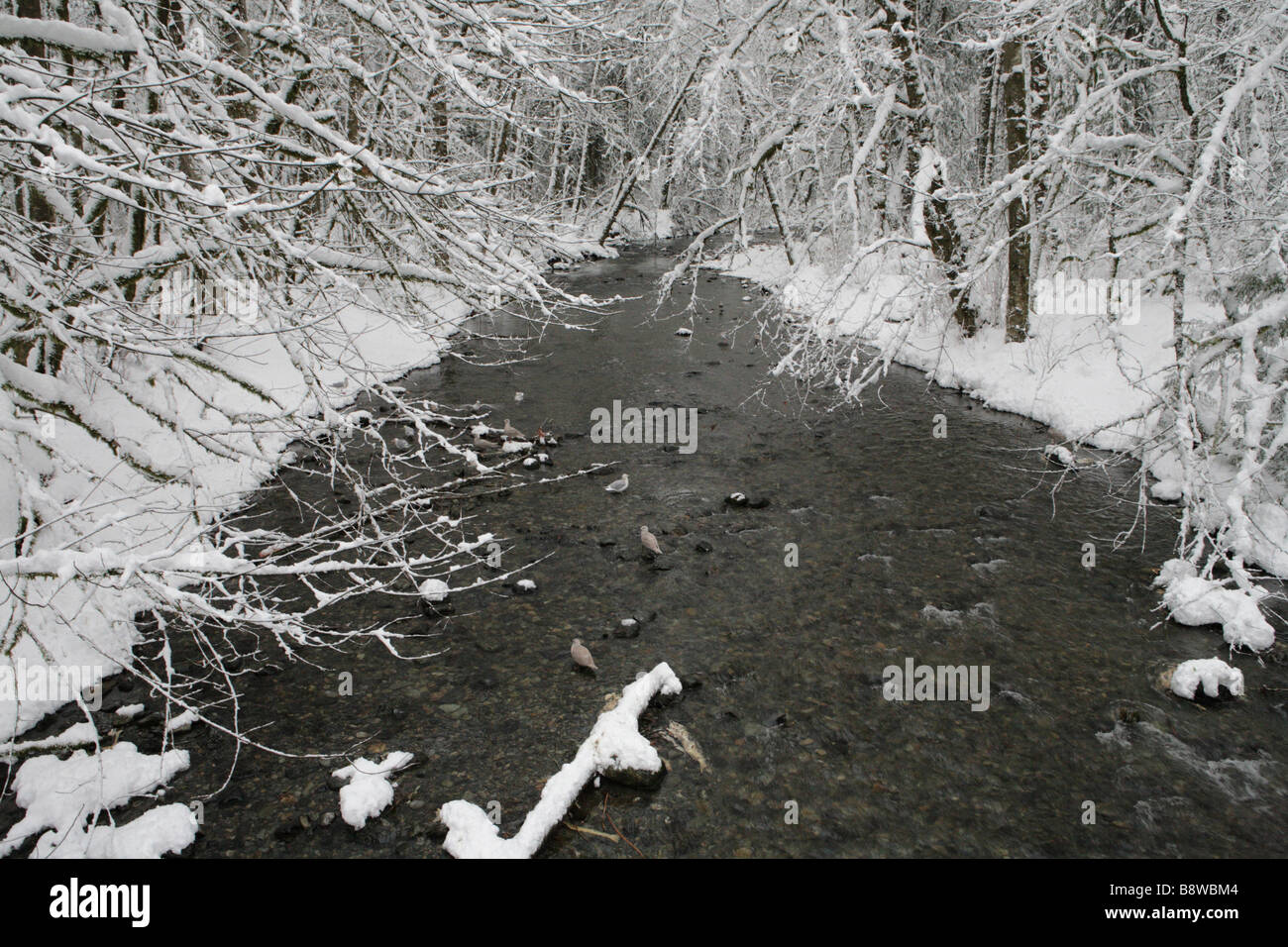 Salmon spawning stream in temperate rainforest with rare snowfall ...