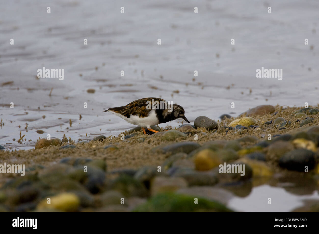 Turnstone on the shore Stock Photo - Alamy