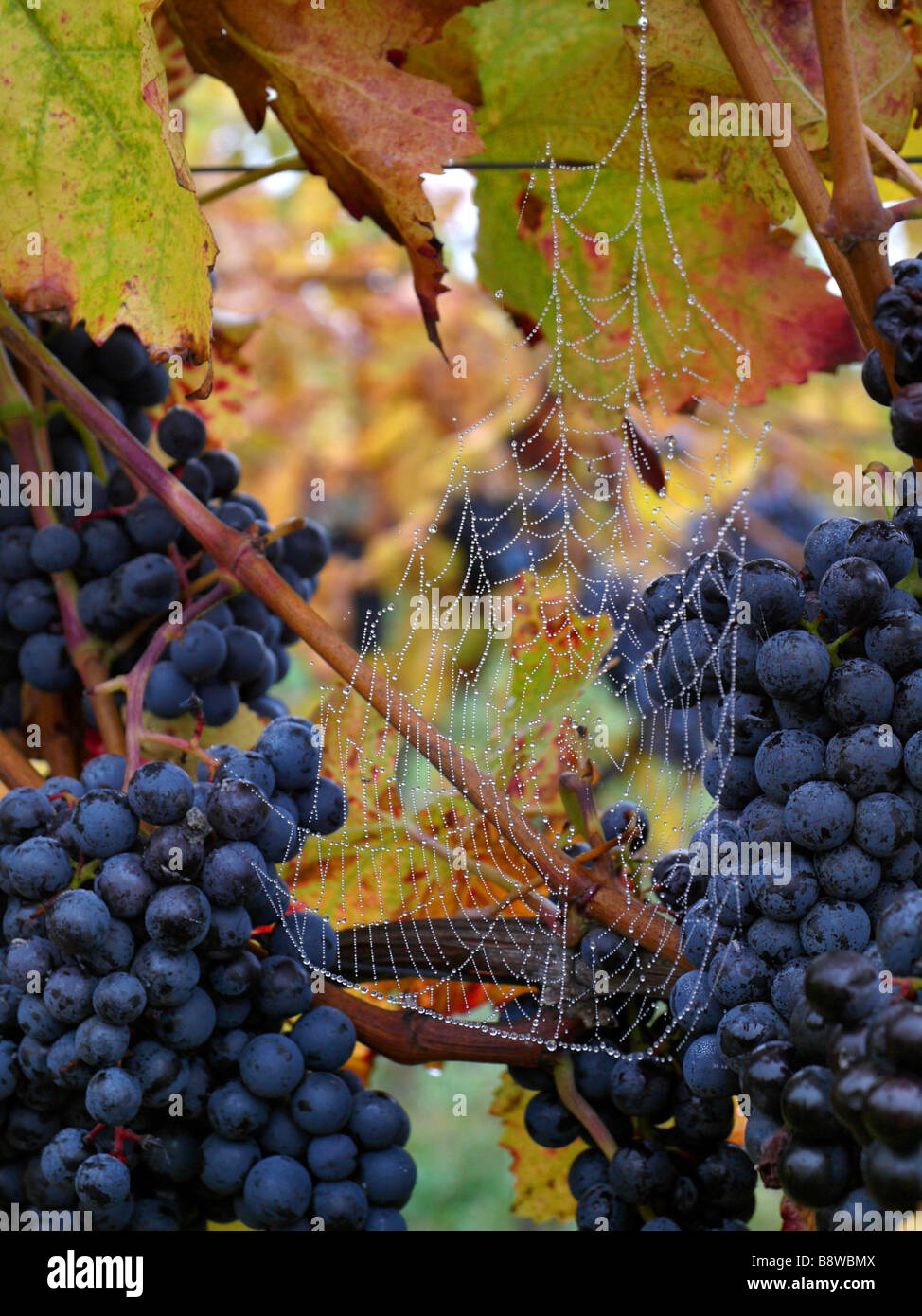 Spider web with fall colours hi-res stock photography and images - Alamy