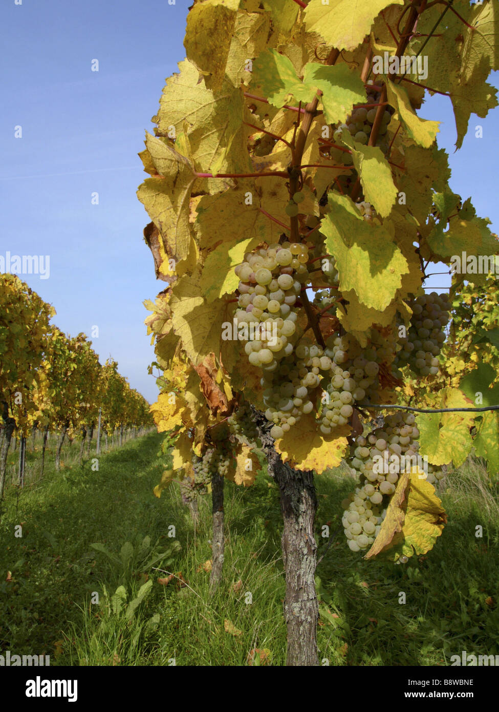 Grapevines in autumn colouration hi-res stock photography and images ...