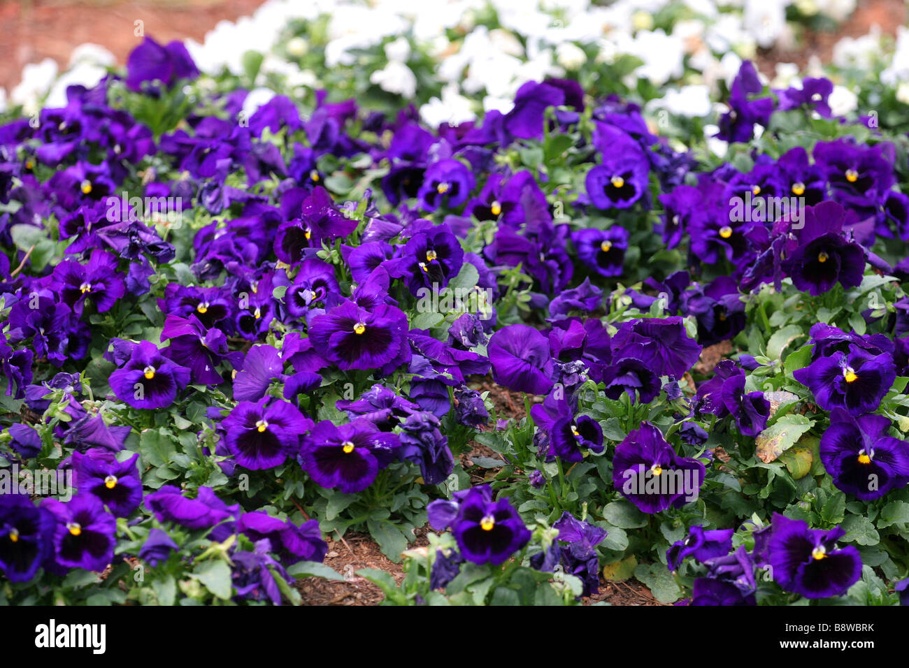 Dark purple pansies in a late spring bed Stock Photo - Alamy