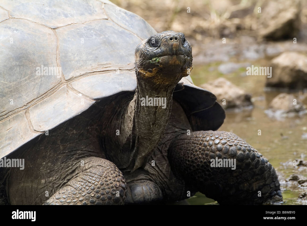 Galápagos Giant Tortoise Stock Photo - Alamy
