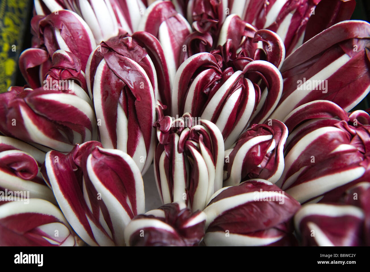 The late Red Radicchio of Treviso (Radicchio Rosso di Treviso Tradivo) on display Street market ...