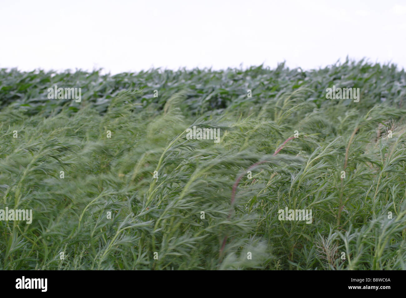 Wind blown plants Stock Photo - Alamy