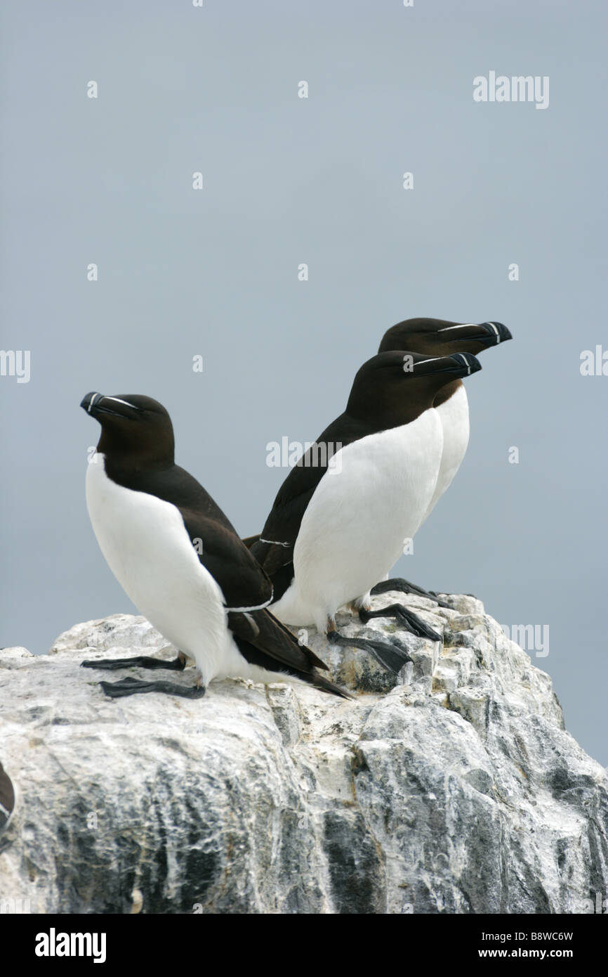 Guano covered rocks hi-res stock photography and images - Alamy