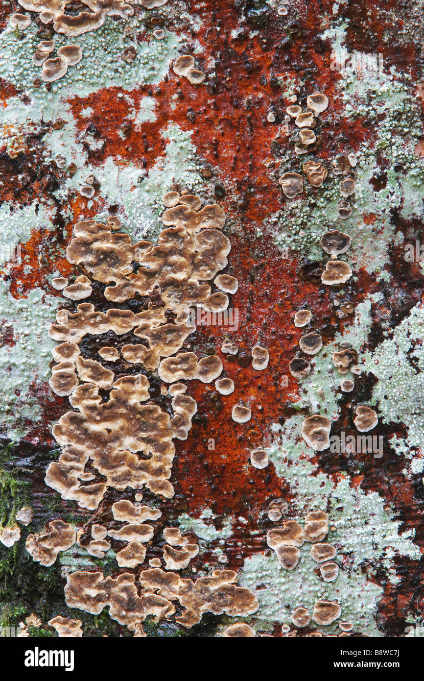 Lichens plant algae hi-res stock photography and images - Alamy