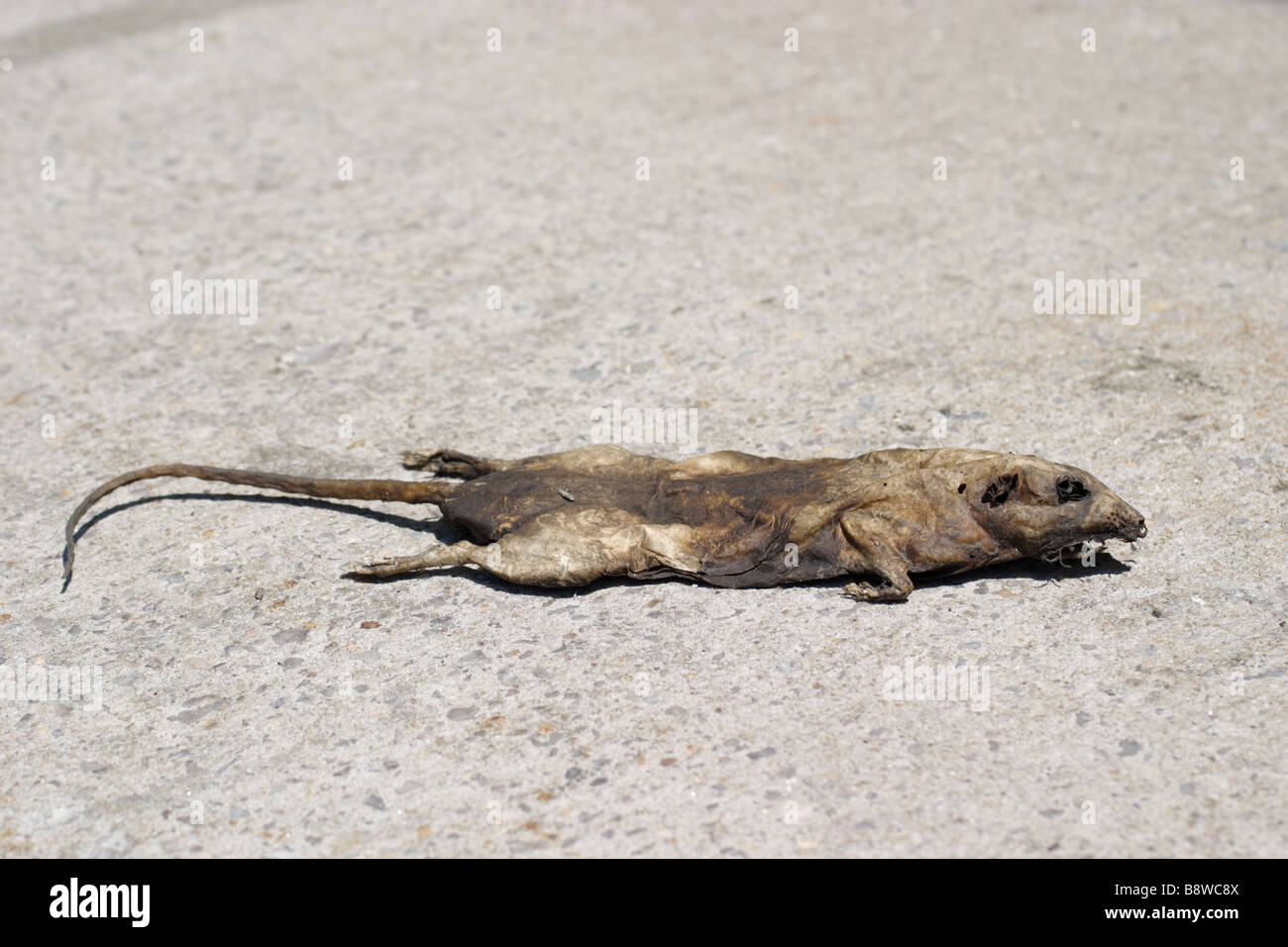 Rat exterminator hi-res stock photography and images - Alamy