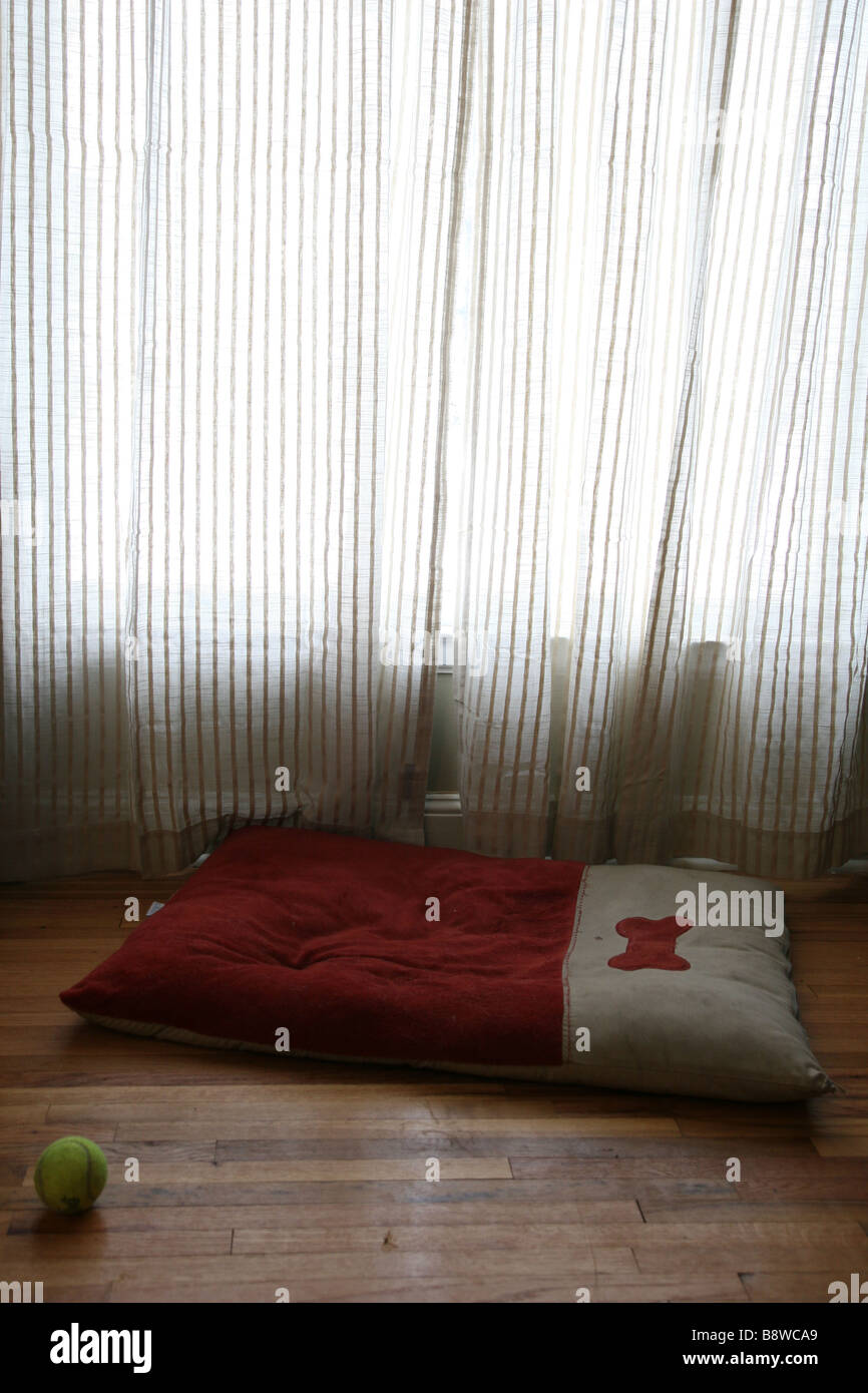 Dog bed empty hi-res stock photography and images - Alamy