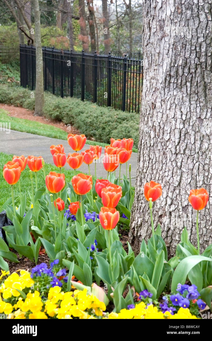 Colorful flowers in a planting around a tree Stock Photo - Alamy