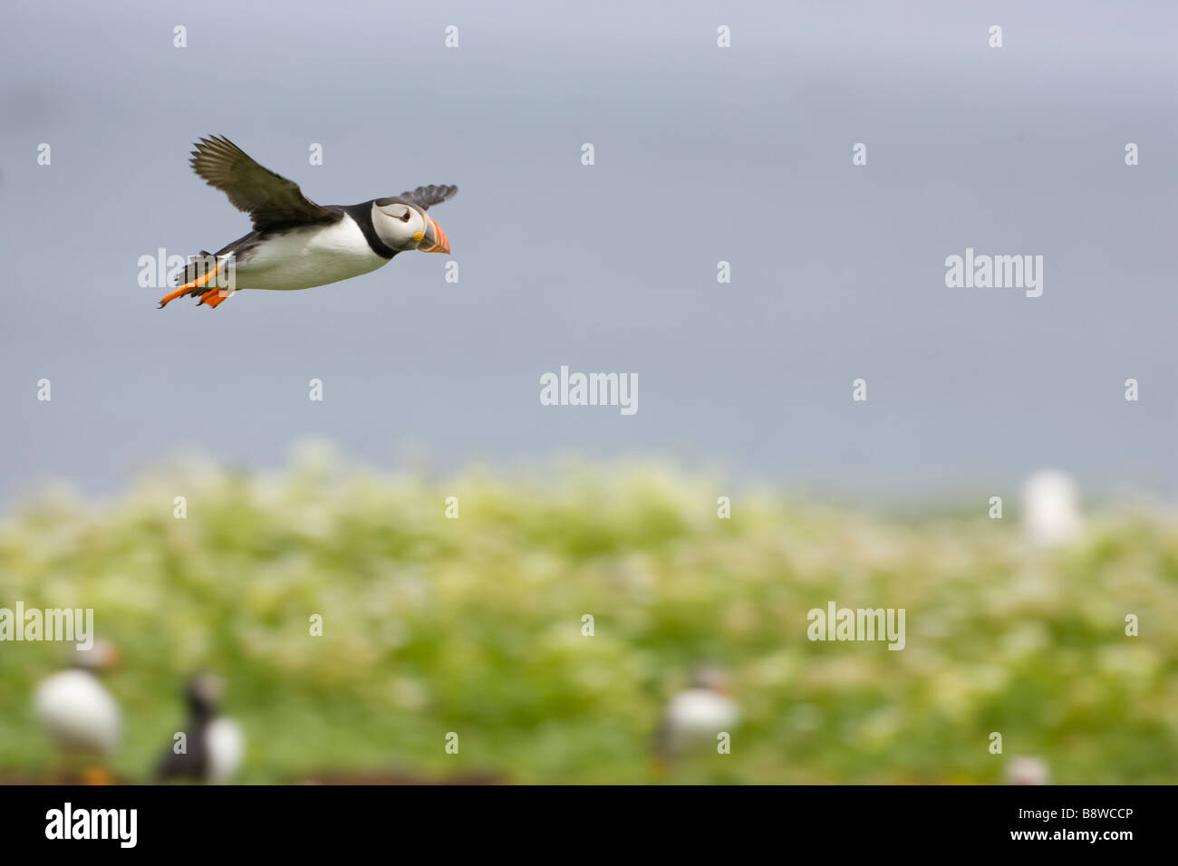 A Puffin in flight Stock Photo - Alamy