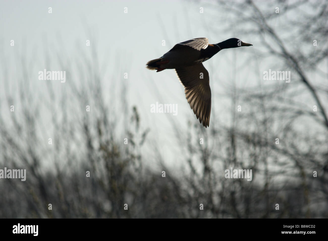 The drake flies against trees in the spring Light behind a silhouette ...