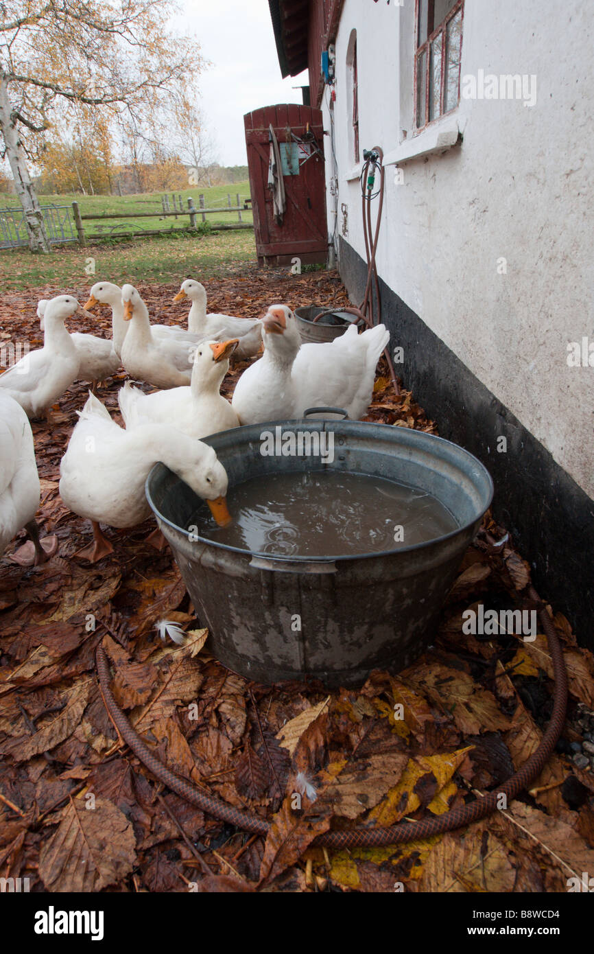 Geese drinking water hi-res stock photography and images - Alamy