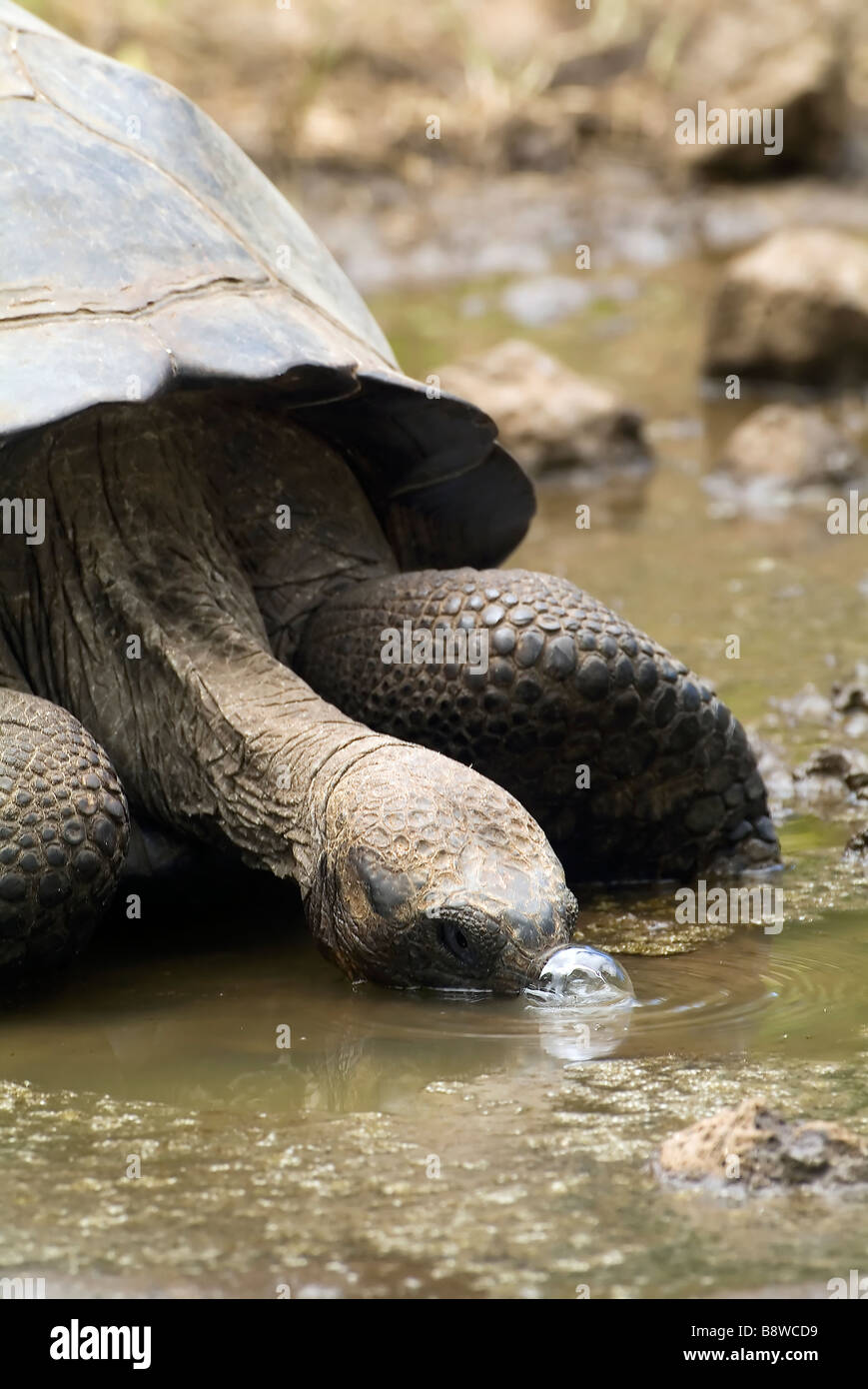 Galápagos Giant Tortoise Stock Photo - Alamy