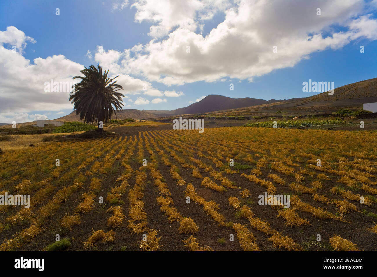 Volcano ash soil hi-res stock photography and images - Alamy