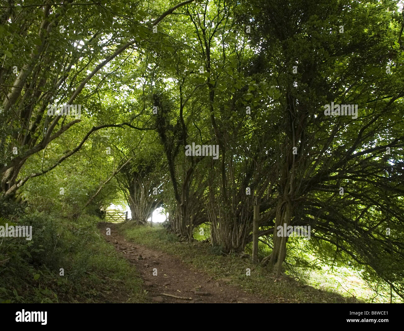 Offa dyke path hi-res stock photography and images - Alamy