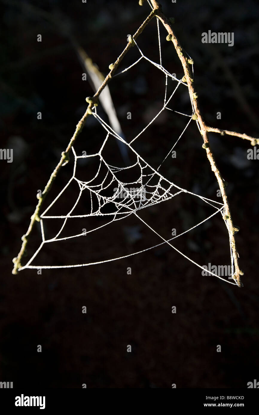 A cobweb on twigs Stock Photo - Alamy