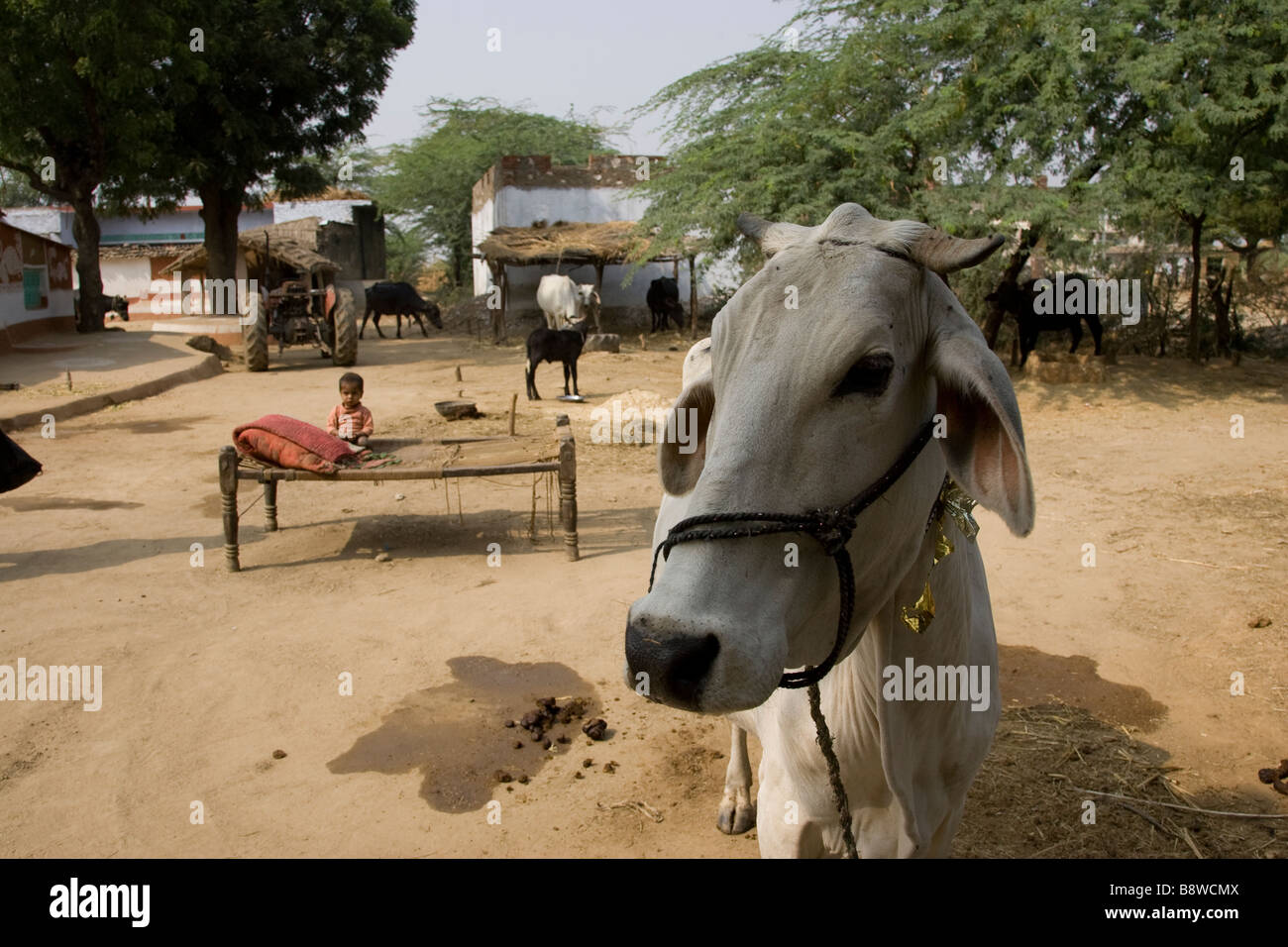 A sacred cow in a farm yard surrounding Stock Photo - Alamy