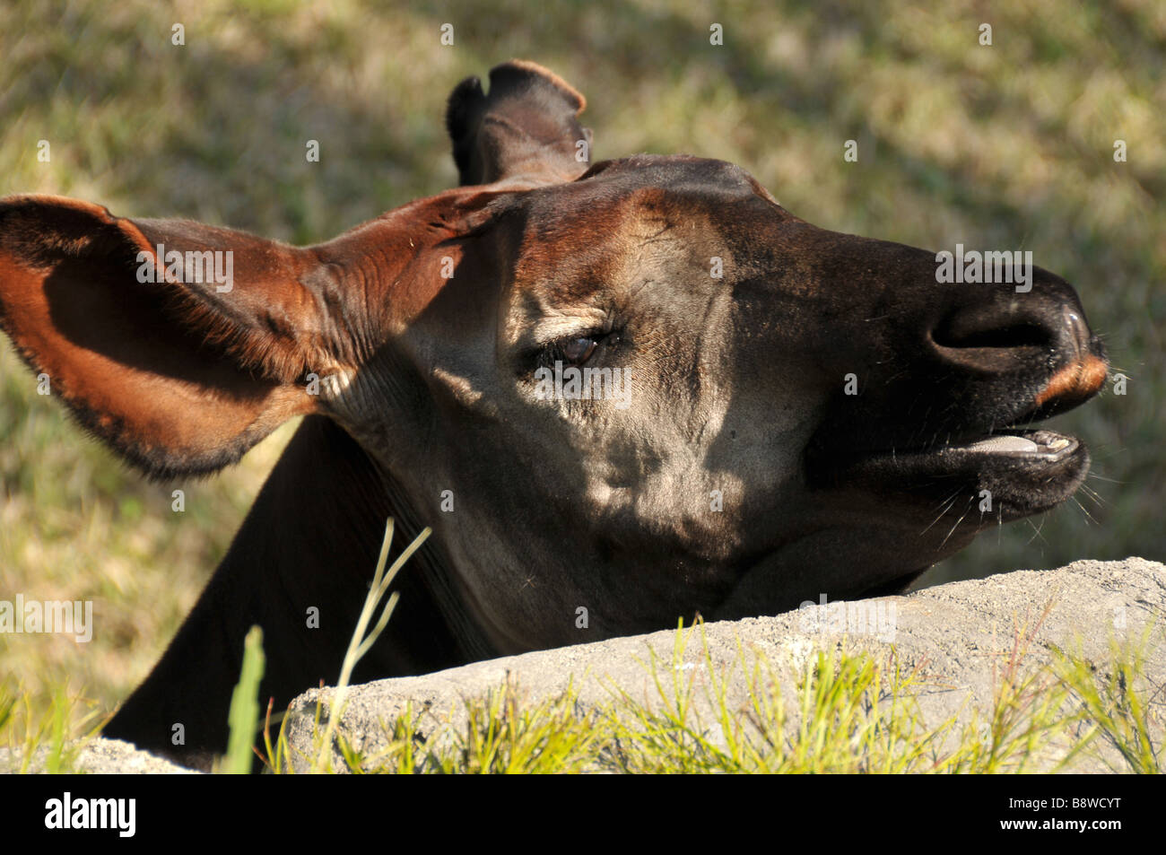 Head of Okapi in zoo Stock Photo - Alamy