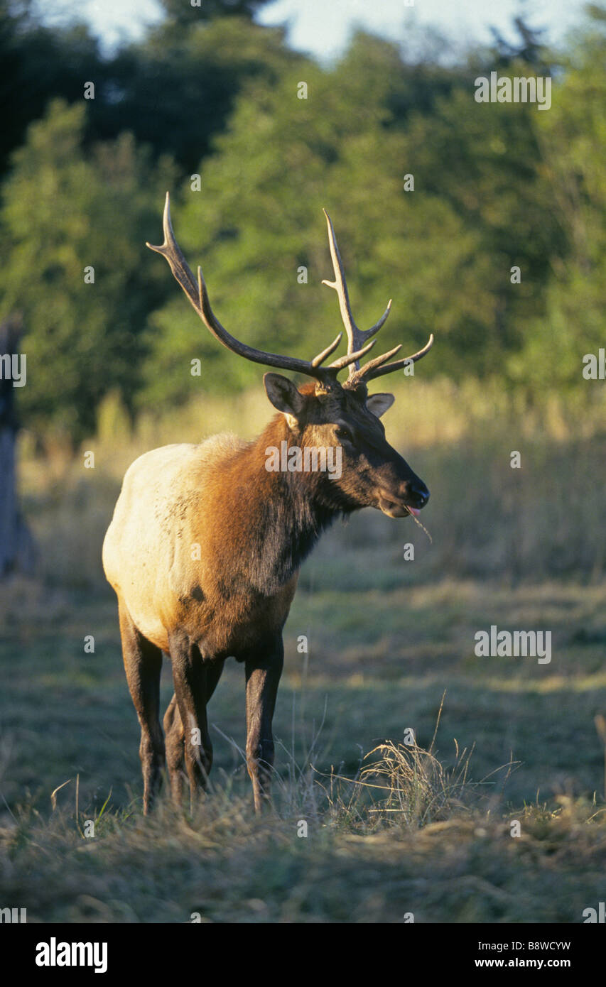 USA PACIFIC NORTHWEST A young bull Roosevelt Elk in the dense forest ...
