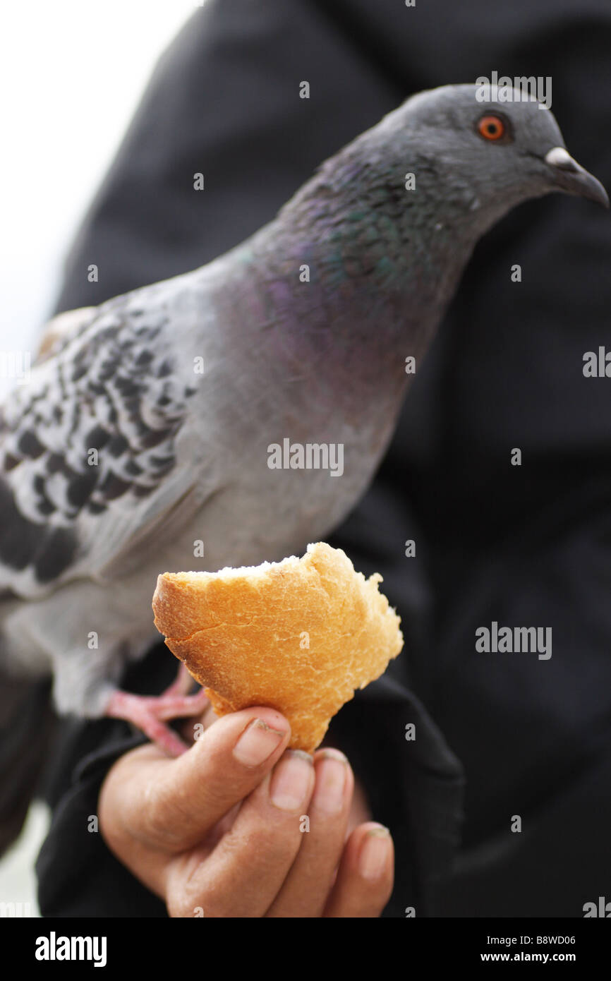 Bread for a Bird Stock Photo - Alamy