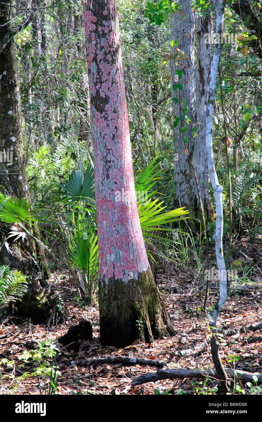 Pink lichens growing on a cypress tree Stock Photo - Alamy