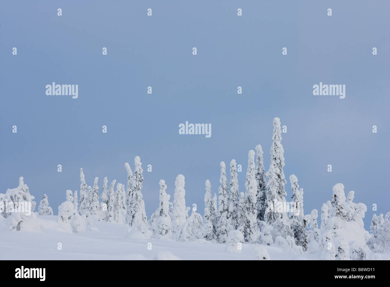 Snow laden trees Stock Photo - Alamy