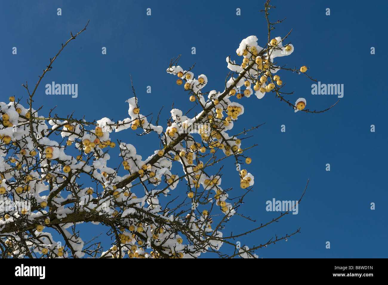 Apple tree winter hi-res stock photography and images - Alamy