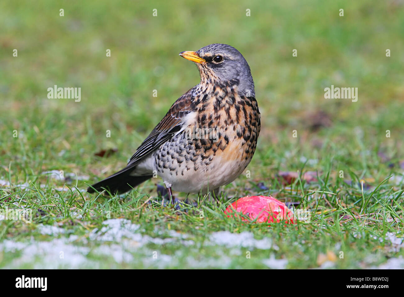 Bird fieldfare hi-res stock photography and images - Alamy