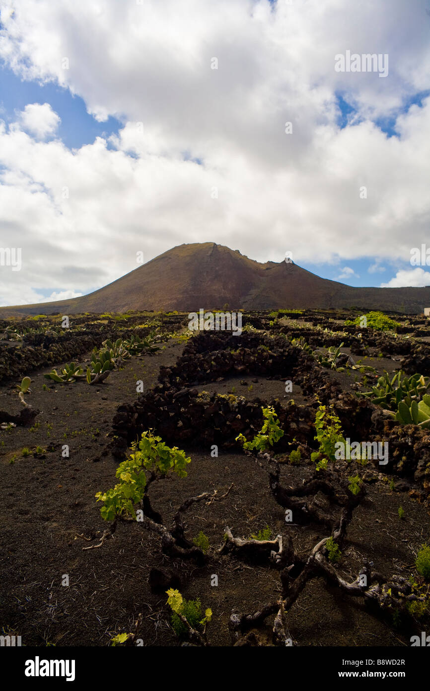 Vineyards on volcanic soil on hi-res stock photography and images - Alamy