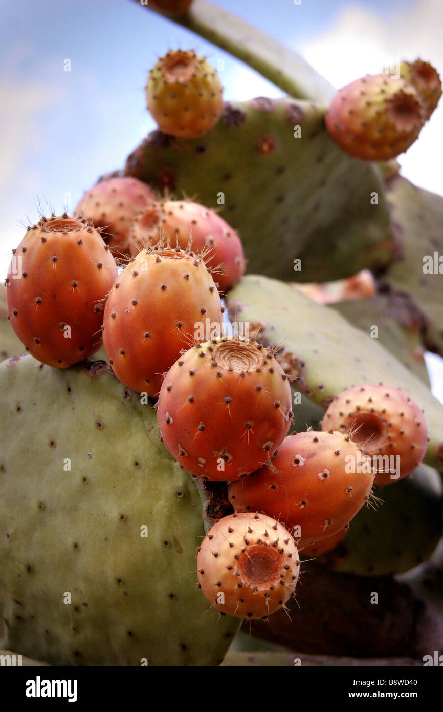 Sicilian prickly pear hi-res stock photography and images - Alamy