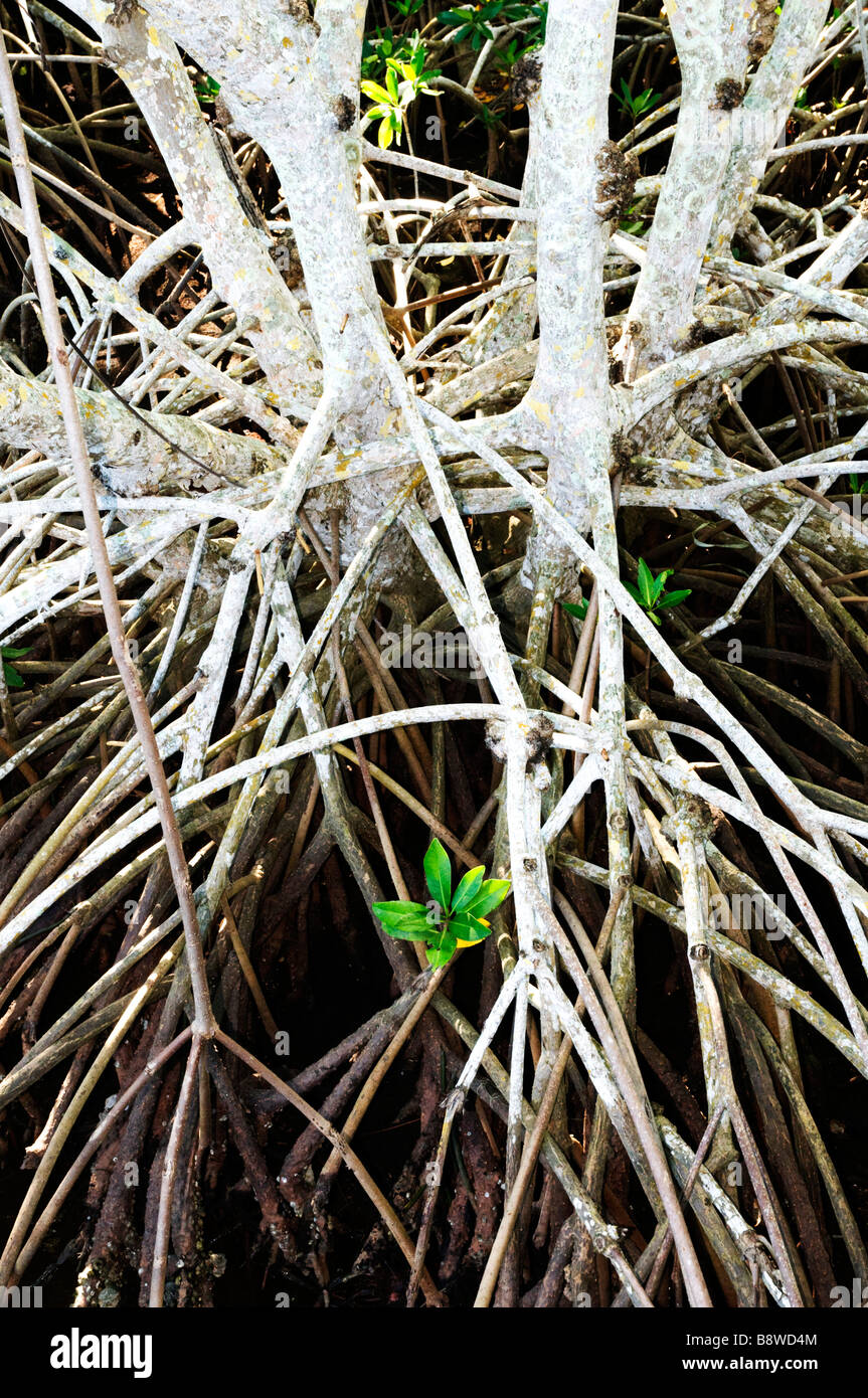 Red mangrove hi-res stock photography and images - Alamy