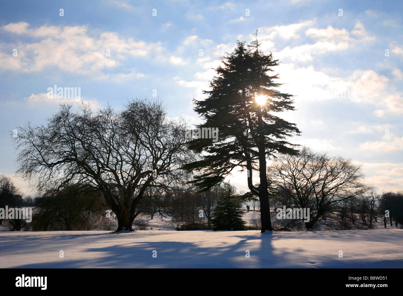 Landscape Winter Snow Scene Trees in English Woodland New Forest ...