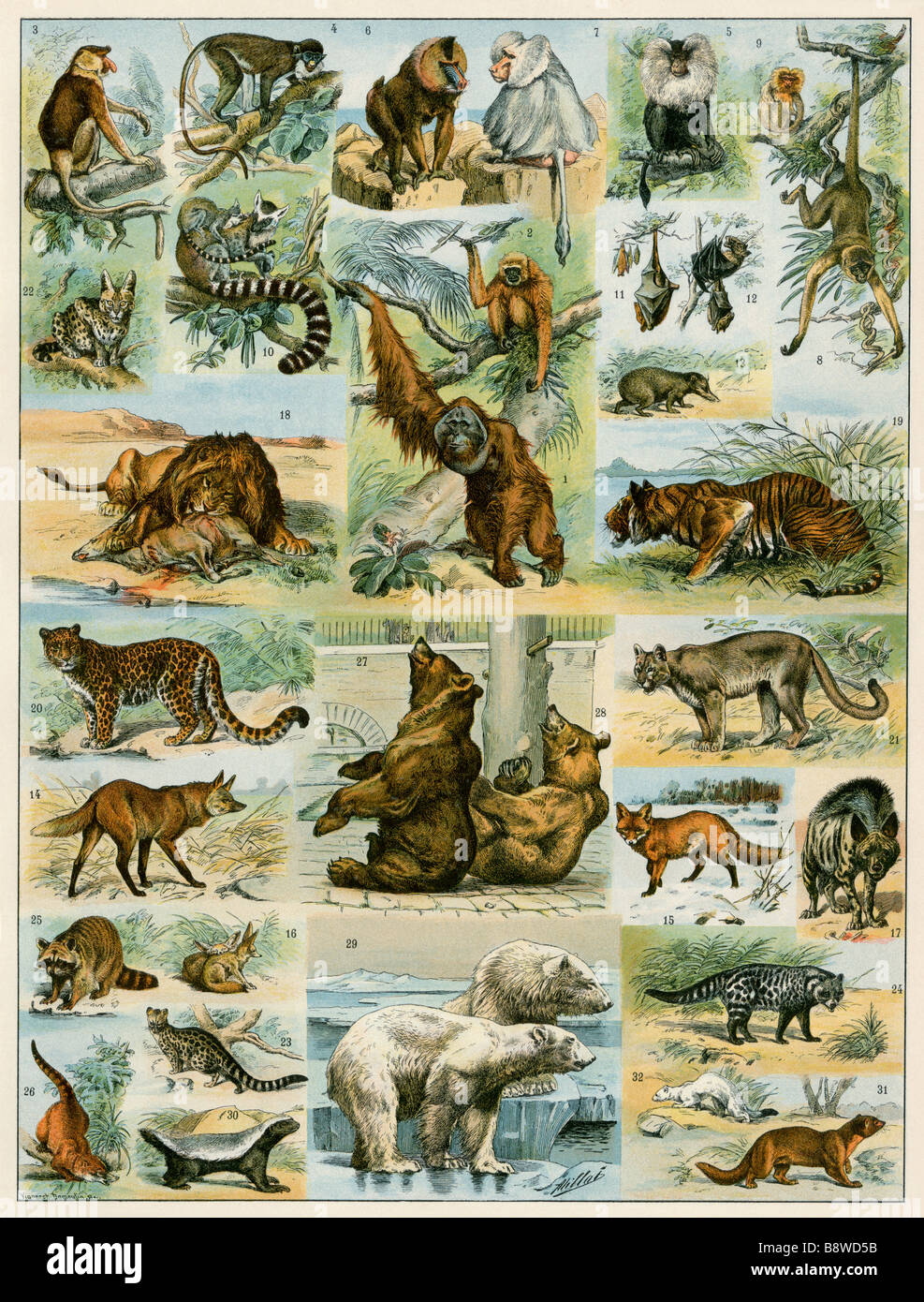 Some wild animals of the world. Color lithograph Stock Photo - Alamy