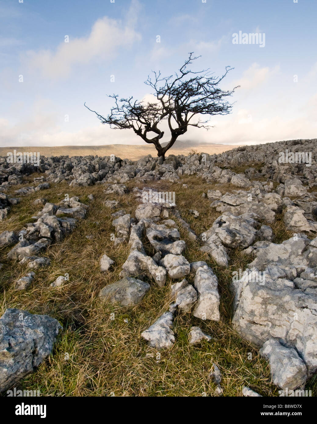Tree withstands hi-res stock photography and images - Alamy