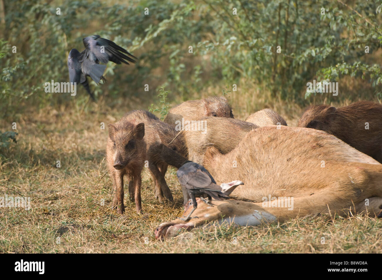 Indian Wild Boar Stock Photo - Alamy